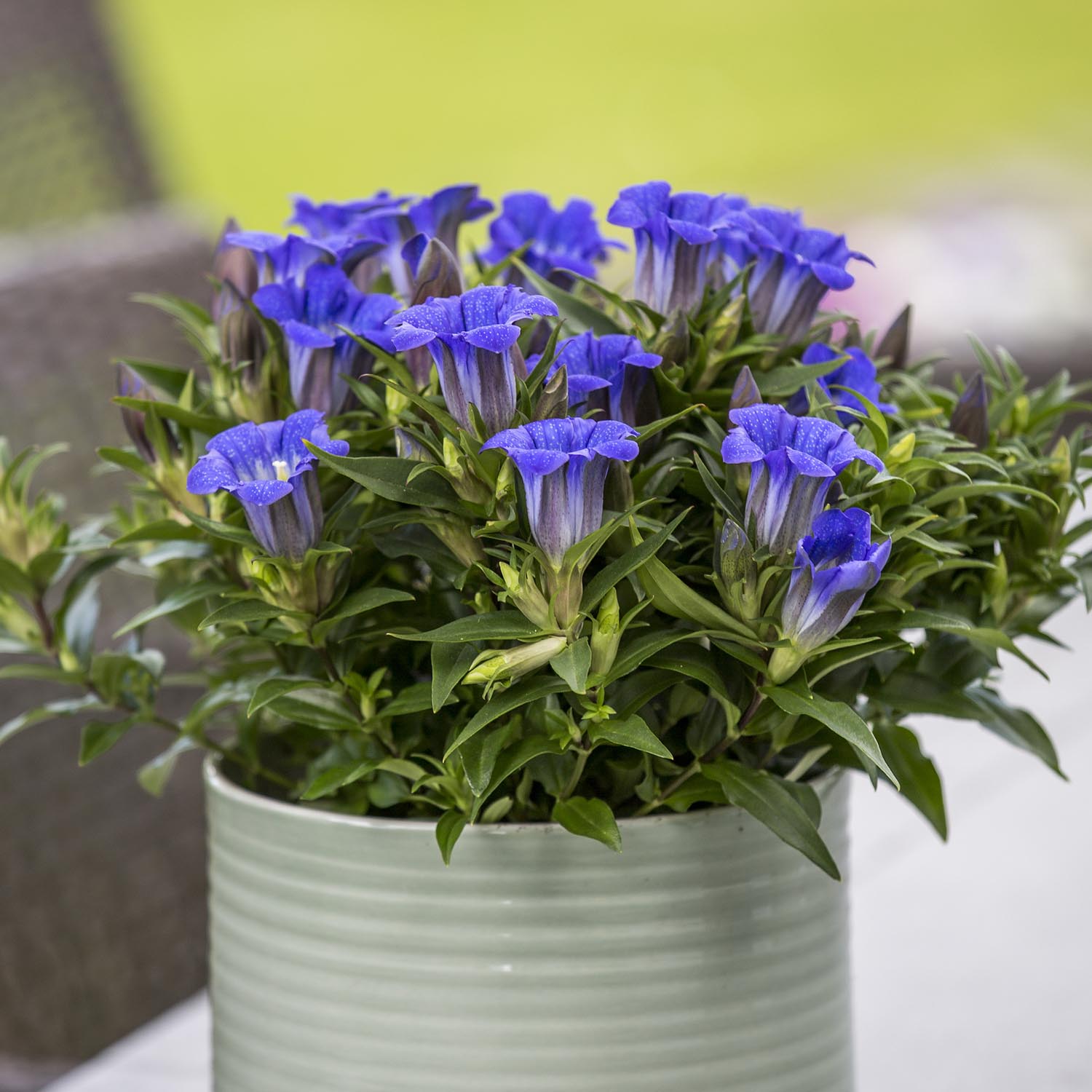 ENZIAN - Zero by PlusPlants®